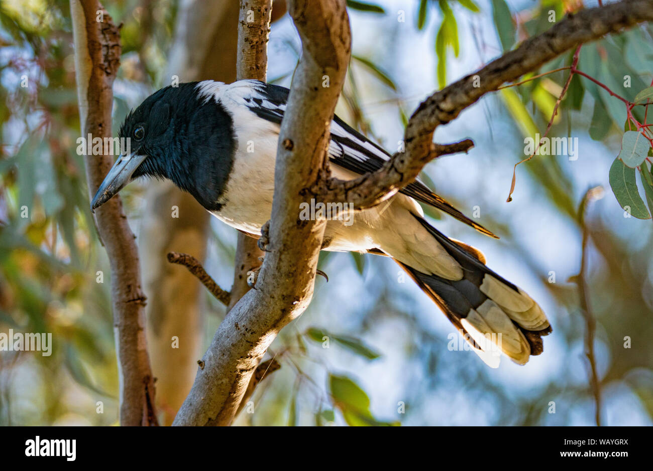 Australian Butcher Bird High Resolution Stock Photography and Images ...