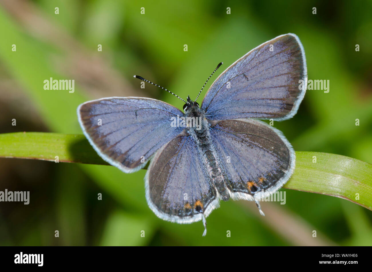 Eastern Tailed-blue, Cupido comyntas, male Stock Photo - Alamy