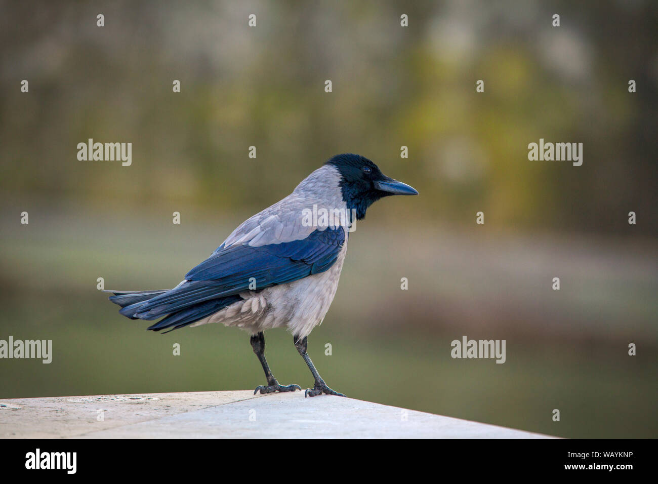 gray crow with black wings Stock Photo - Alamy