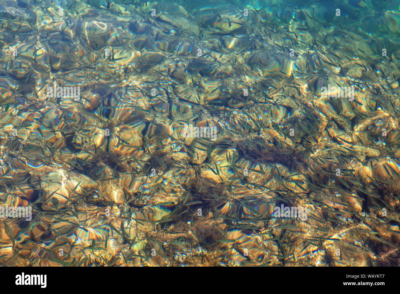 fish at the bottom of the river with clear water Stock Photo - Alamy