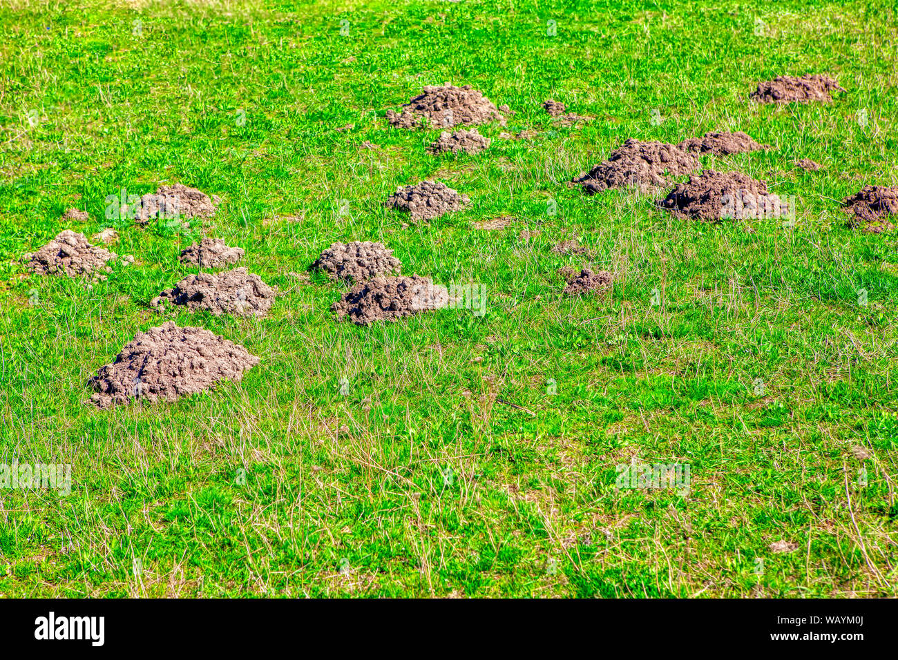 Burrow Hill Tree High Resolution Stock Photography and Images - Alamy