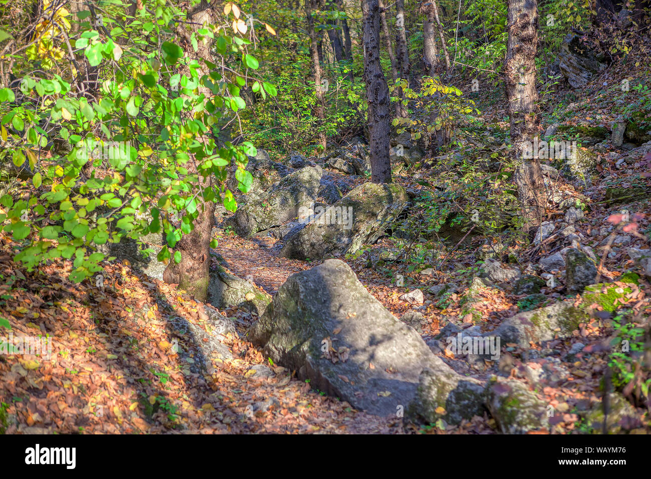 Scenery of a mystical forest with rocks Stock Photo - Alamy