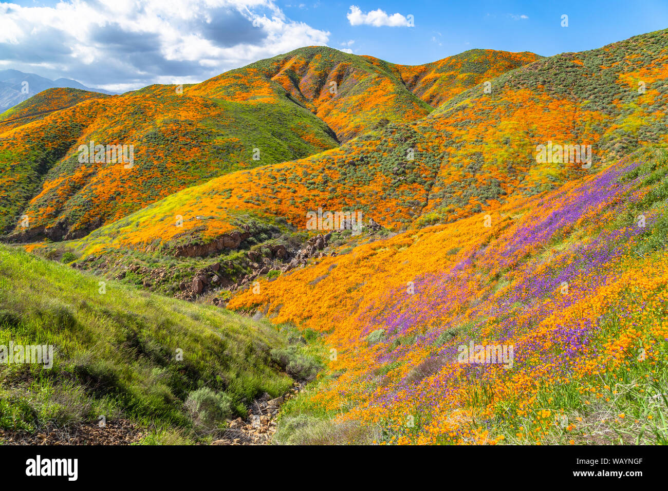 Wildflower super bloom at Walker Canyon Stock Photo - Alamy
