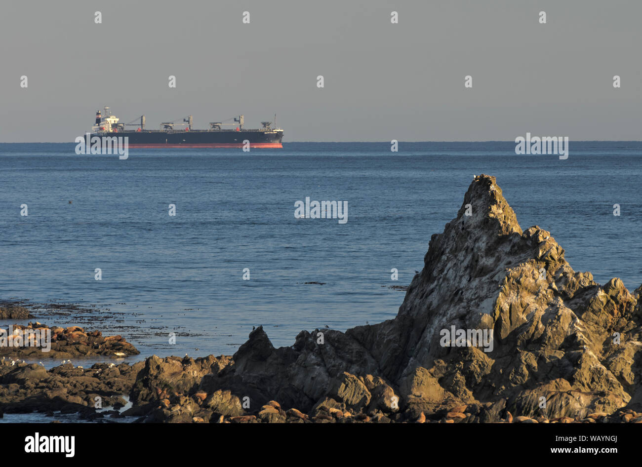 Cape arago hi-res stock photography and images - Alamy