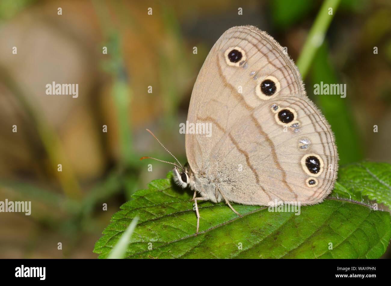Little satyr hi-res stock photography and images - Alamy