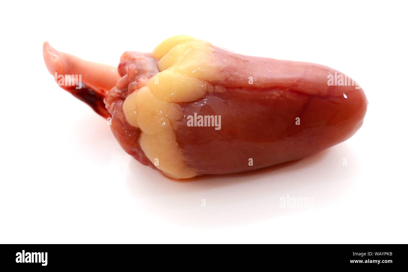 Animal photographs Cut Out Stock Images & Pictures - Alamy