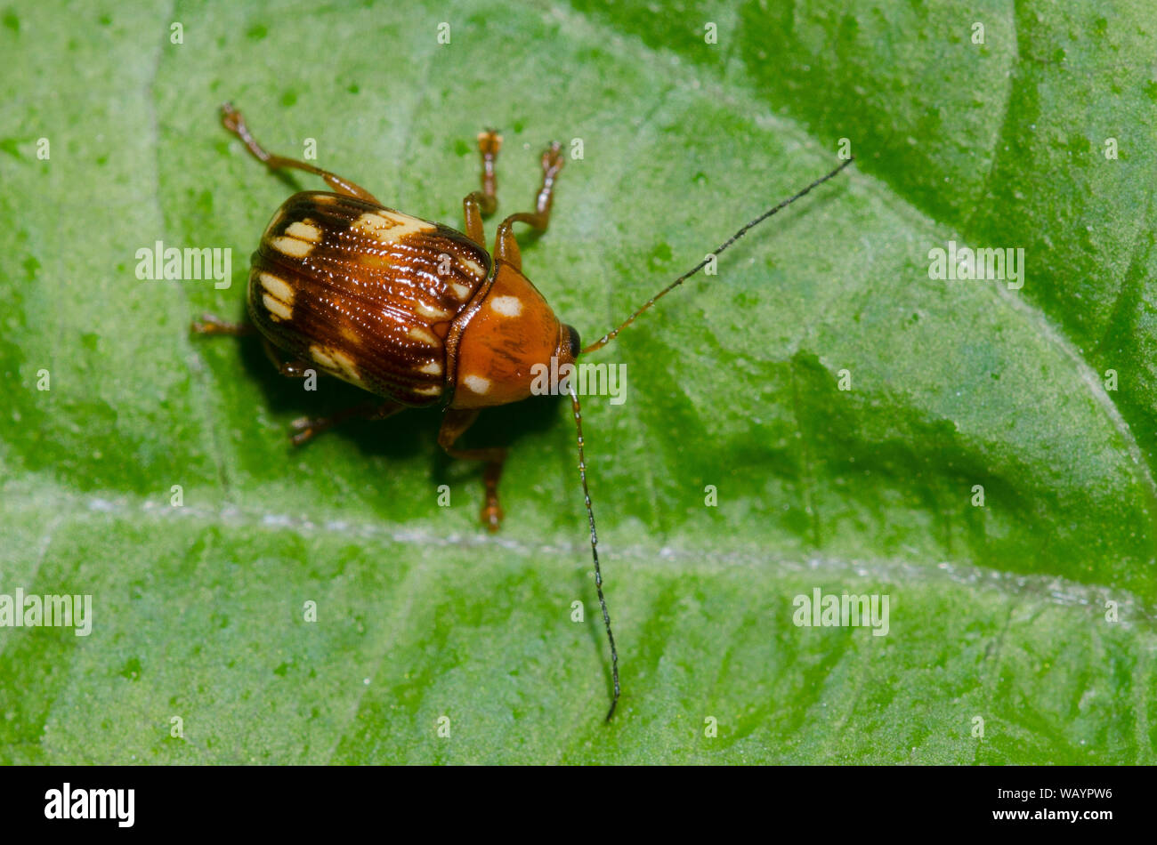 Case-bearing Leaf Beetle, Bassareus sp Stock Photo - Alamy