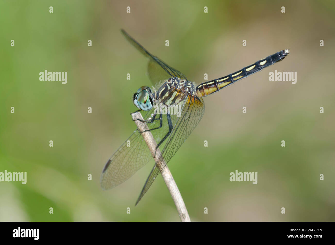 Female blue dasher hi-res stock photography and images - Alamy