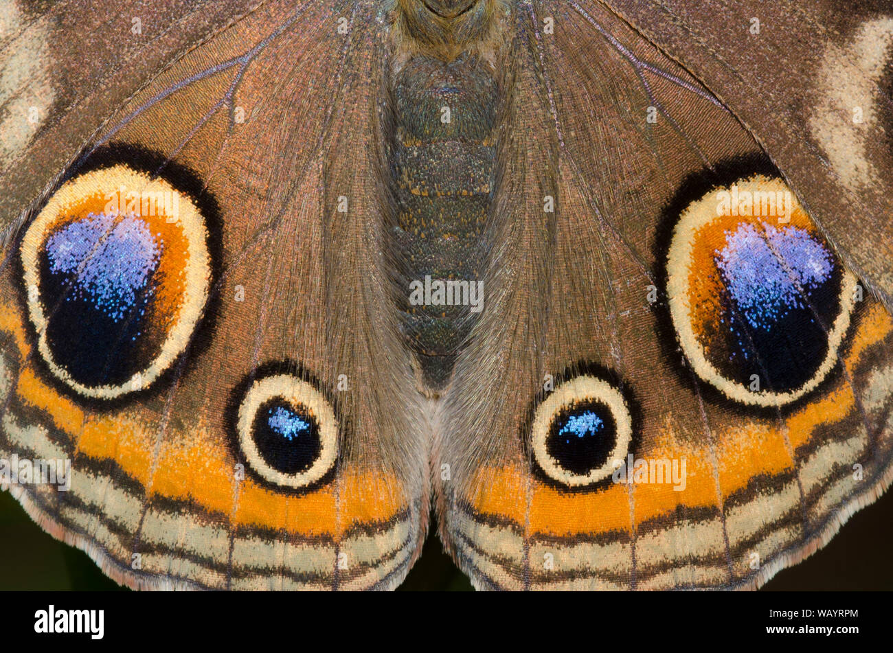 Common Buckeye, Junonia coenia, wing detail Stock Photo - Alamy