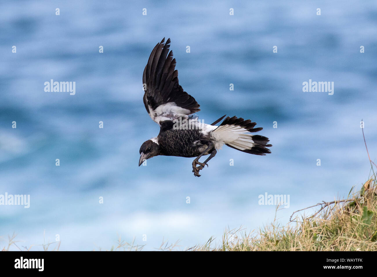 Australian magpie flying hi-res stock photography and images - Alamy
