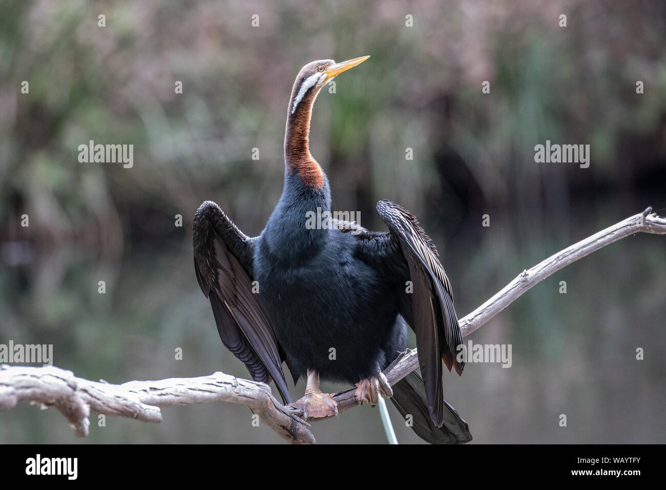 Australian Darter drying wings after fishing Stock Photo - Alamy