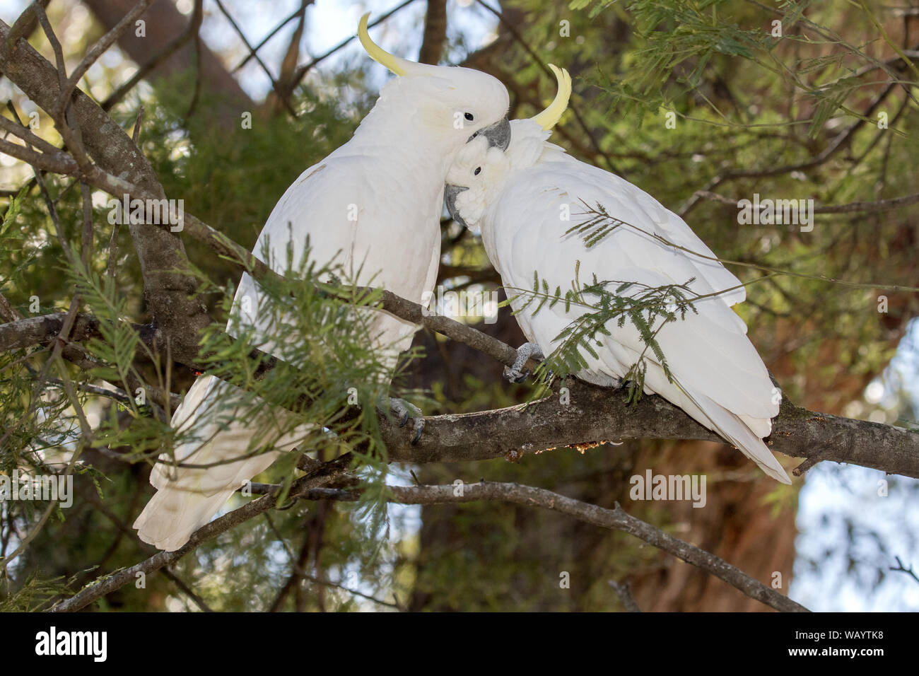 Pair of Sulphur-crested cockatoo's preening each other Stock Photo - Alamy