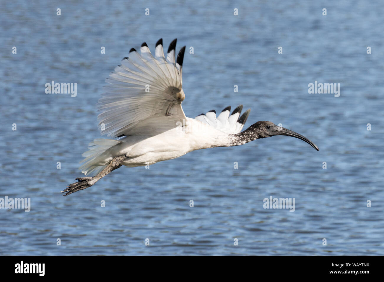 Australian White Ibis in flight Stock Photo - Alamy