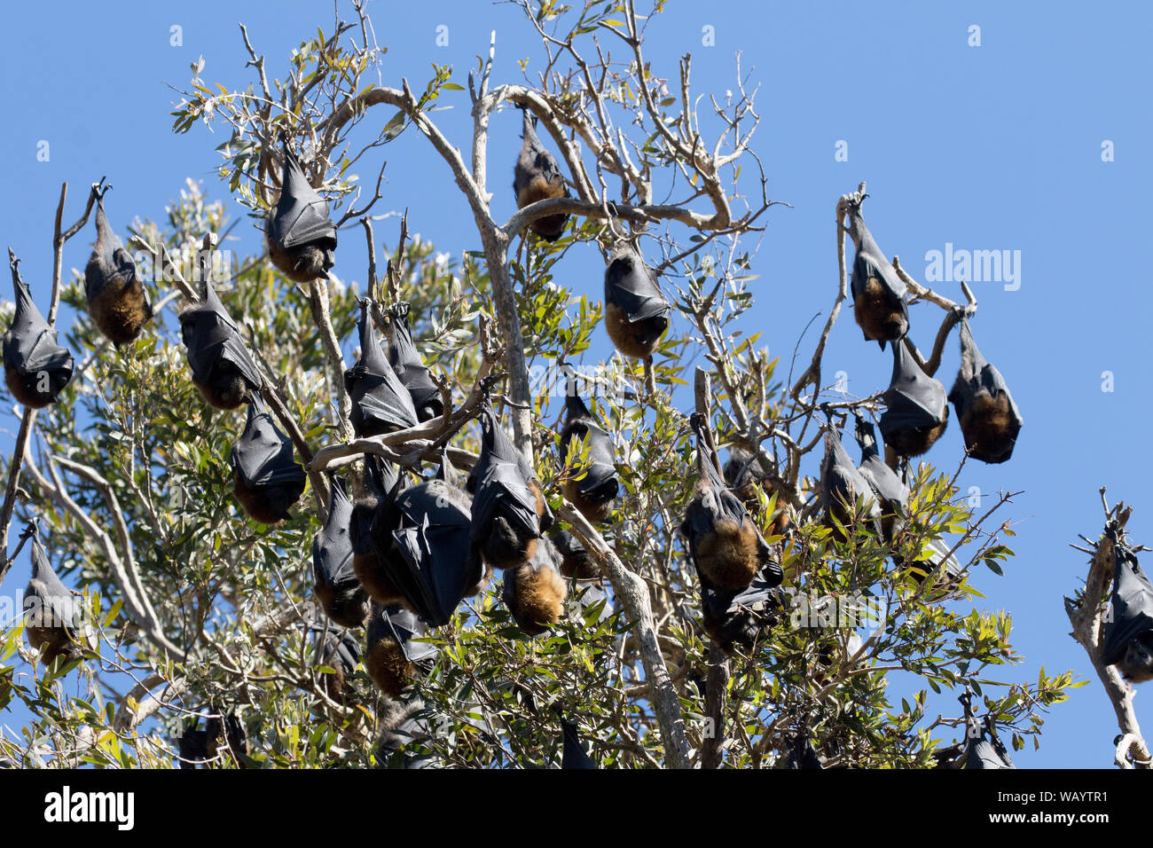 Australian Grey-headed Flying Fox colony Stock Photo - Alamy