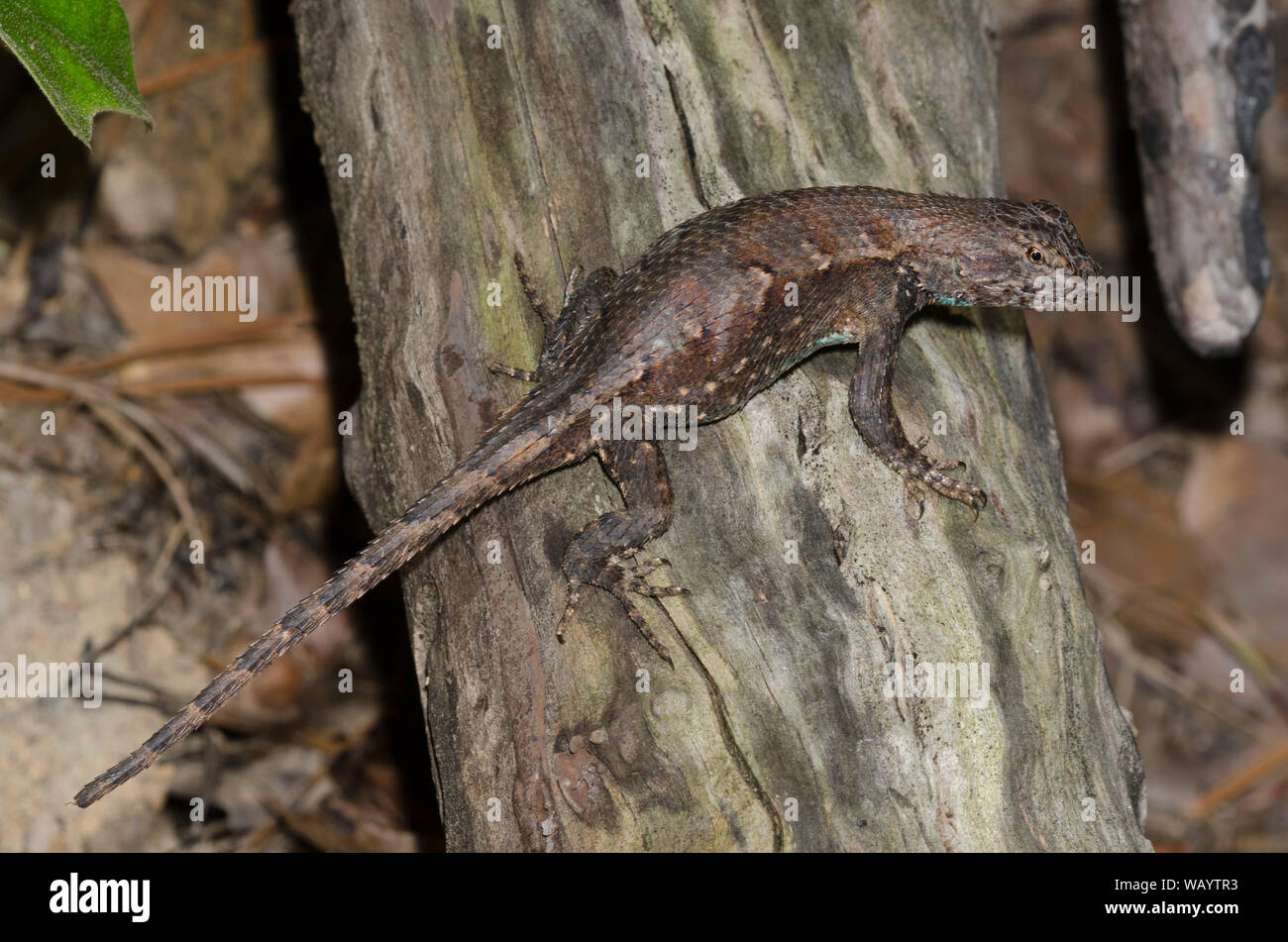 Bark lizard hi-res stock photography and images - Alamy