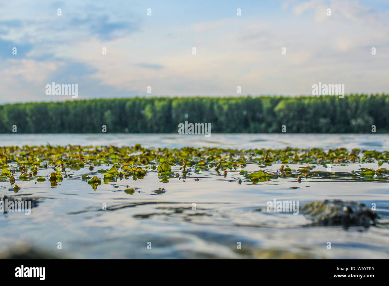 Serbian flora hi-res stock photography and images - Alamy