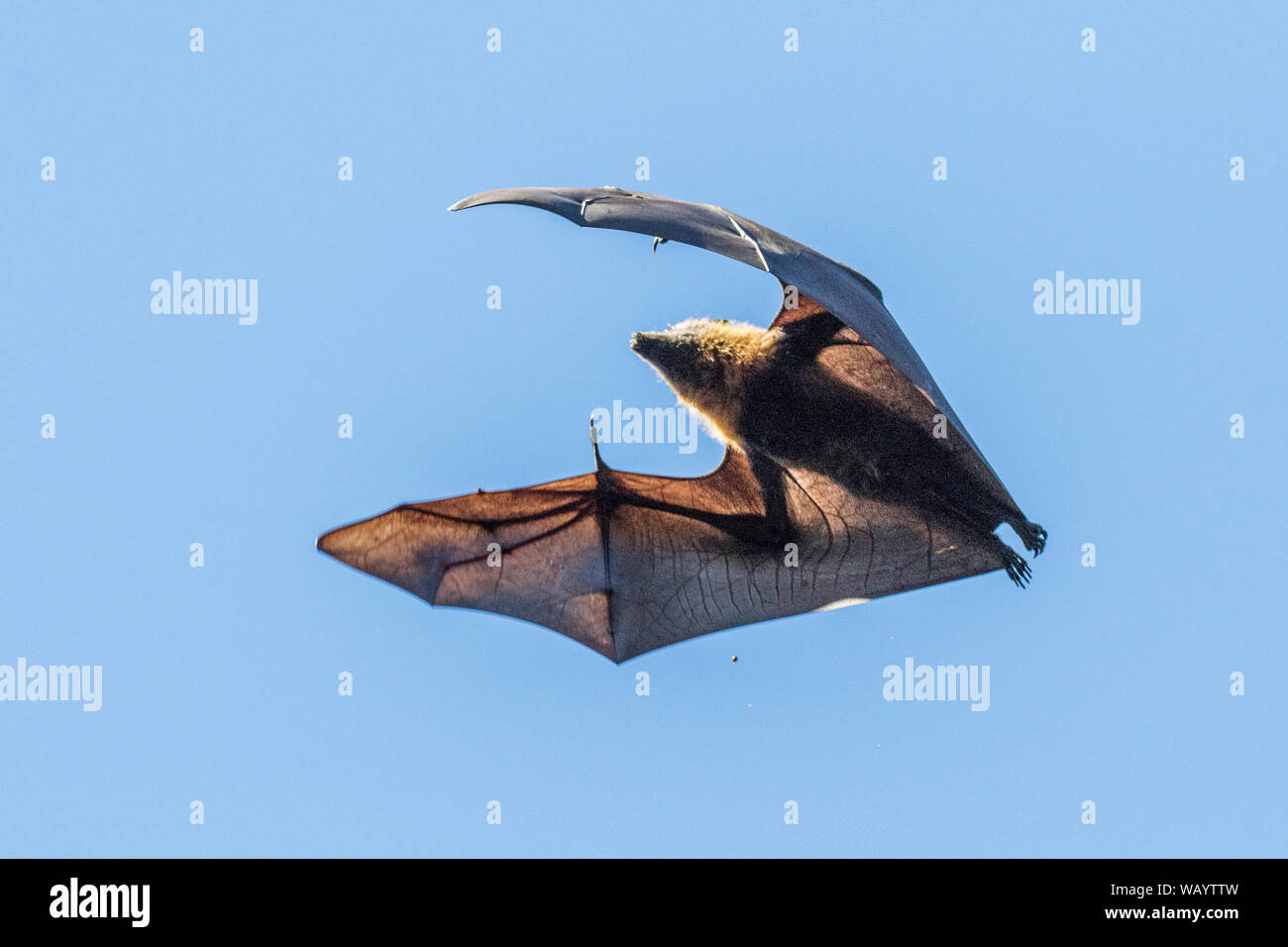 Grey-headed Flying Fox in flight Stock Photo - Alamy