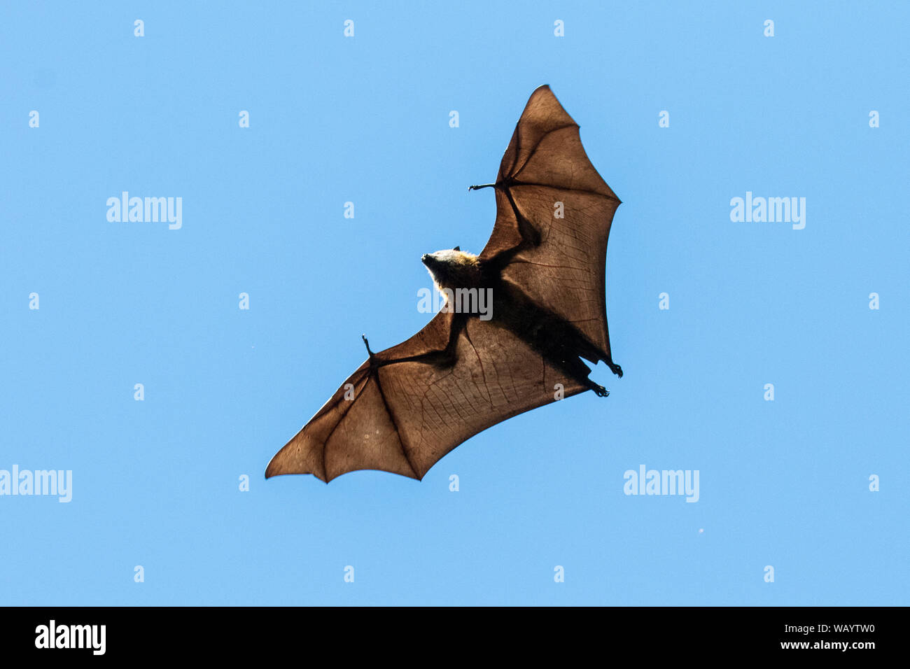 Grey-headed Flying Fox in flight Stock Photo - Alamy