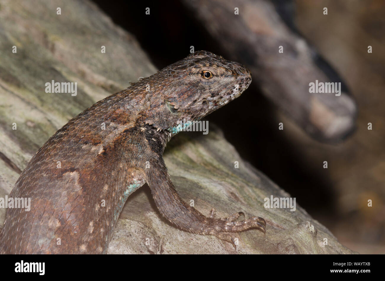 Prairie Lizard, Sceloporus consobrinus Stock Photo - Alamy