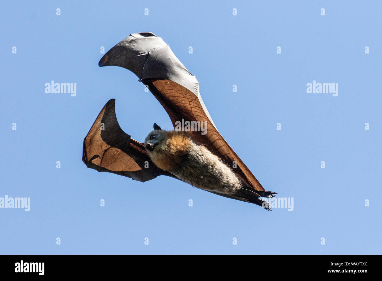 Grey-headed Flying Fox in flight Stock Photo - Alamy