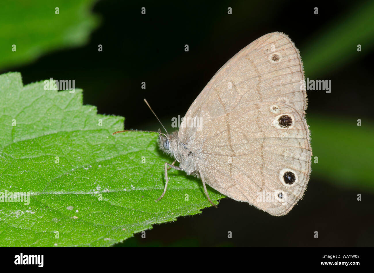 Satyr butterfly hi-res stock photography and images - Alamy