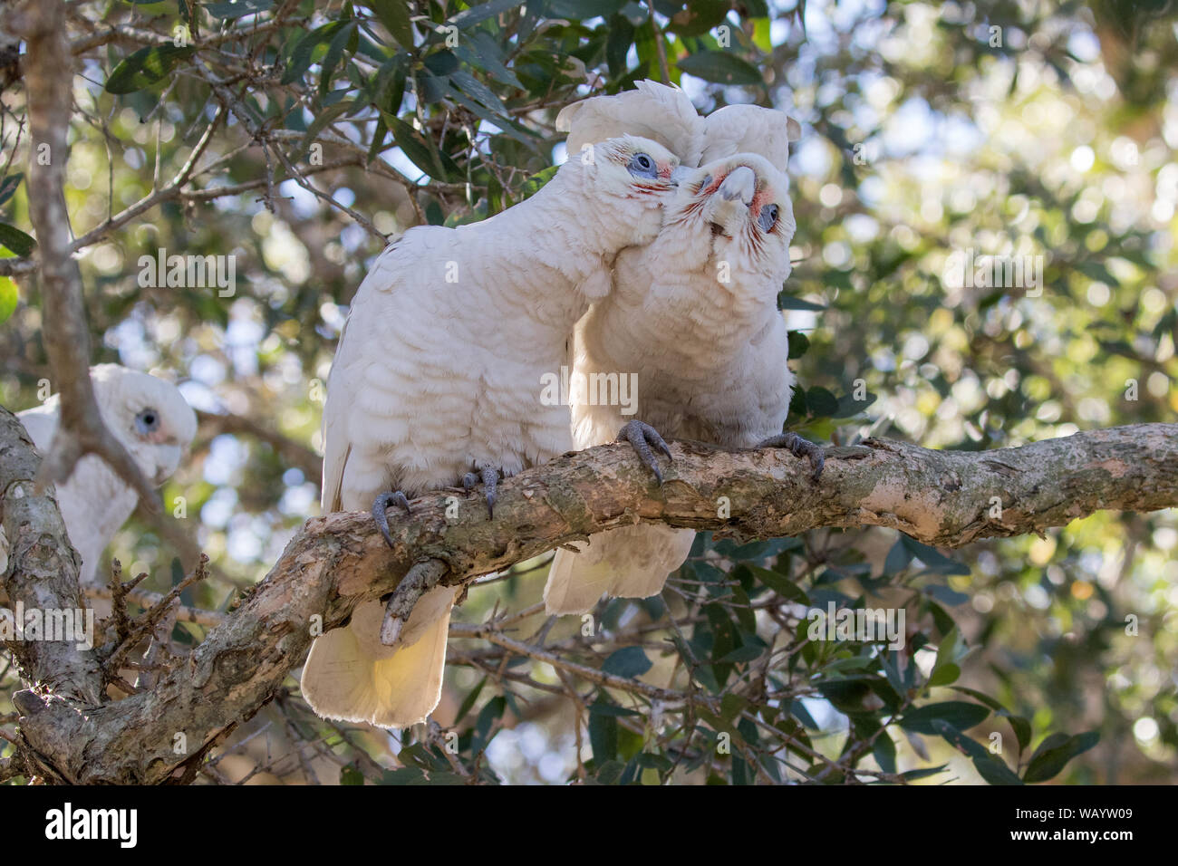 Australian corellas hi-res stock photography and images - Alamy
