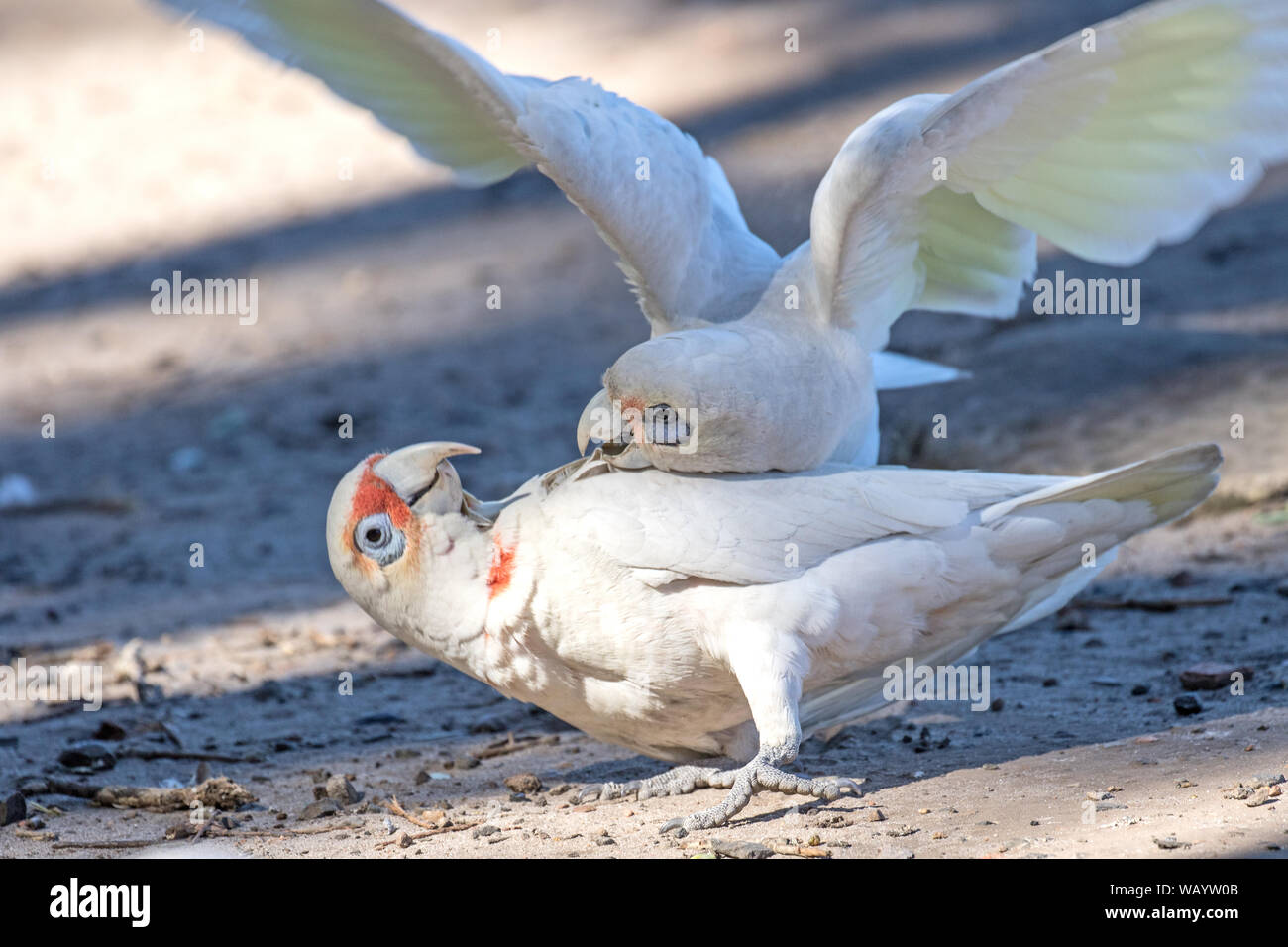 Little and Long-Billed Corella parrots Stock Photo - Alamy