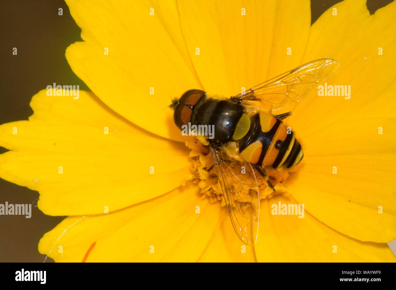 Transverse Flower Fly, Eristalis transversa, male on large-flowered ...