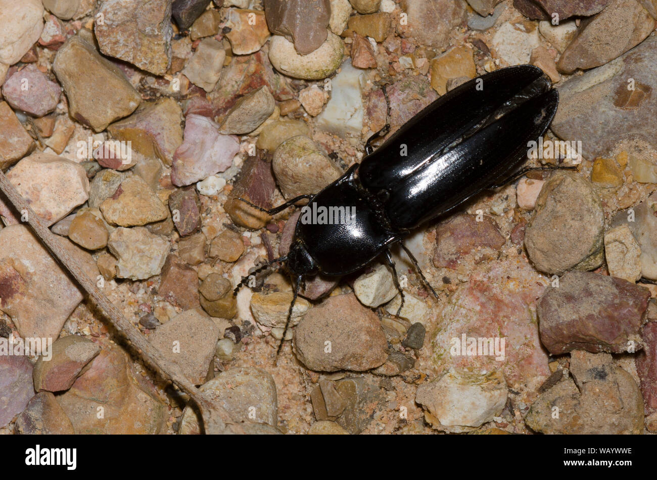 Family elateridae hi-res stock photography and images - Alamy