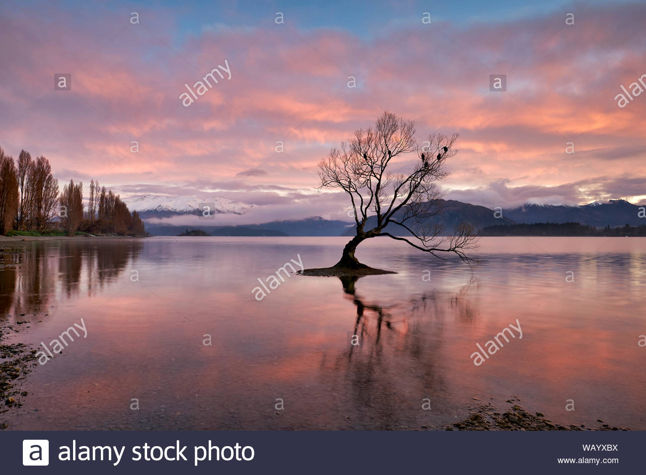Tree Surrounded By Water Stock Photos & Tree Surrounded By Water Stock ...