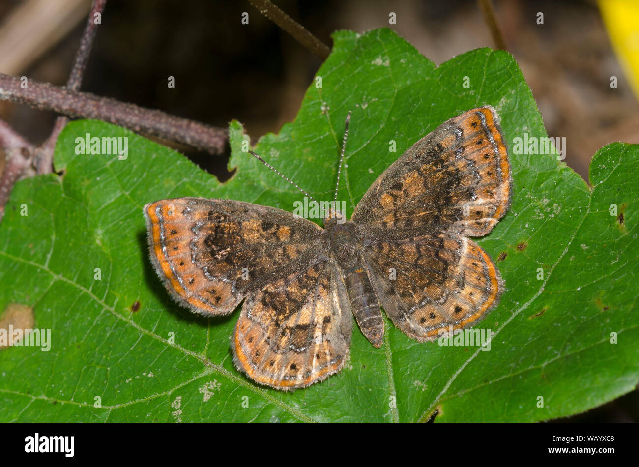 Northern Metalmark, Calephelis borealis Stock Photo - Alamy