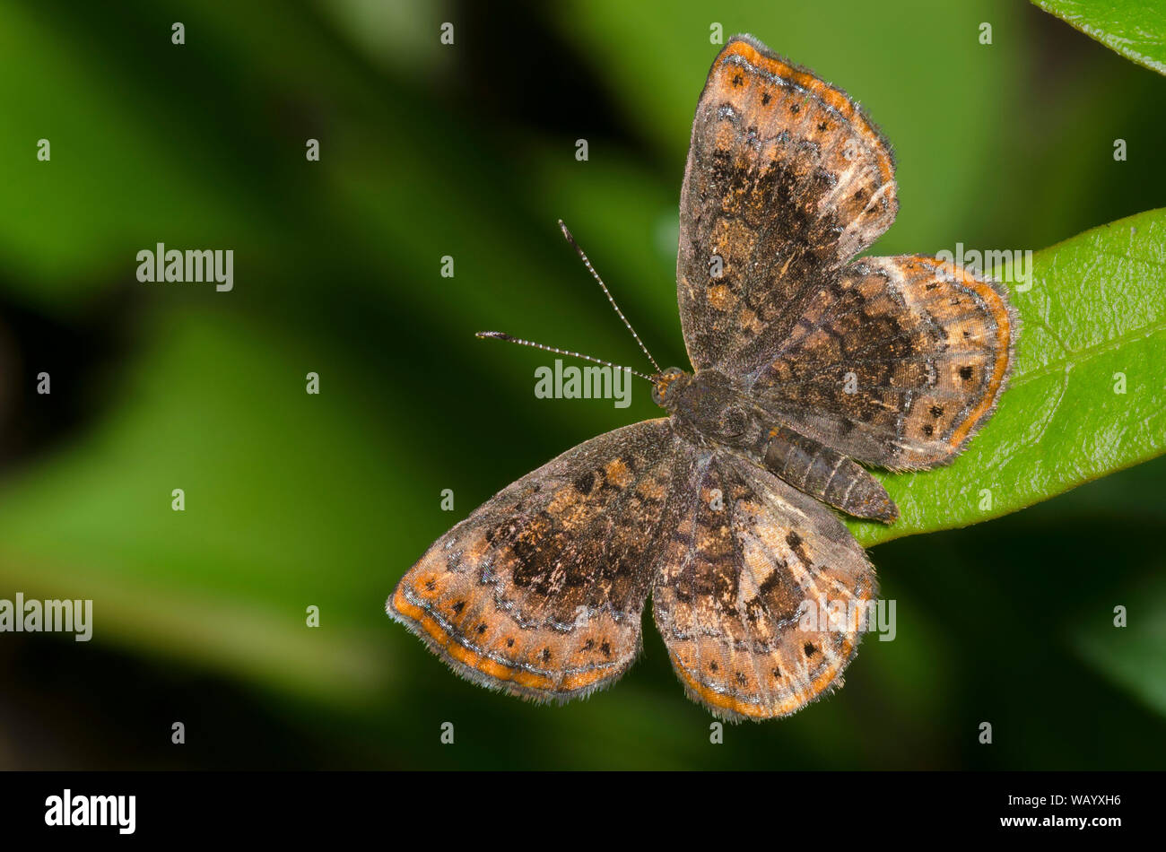 Northern Metalmark, Calephelis borealis Stock Photo - Alamy