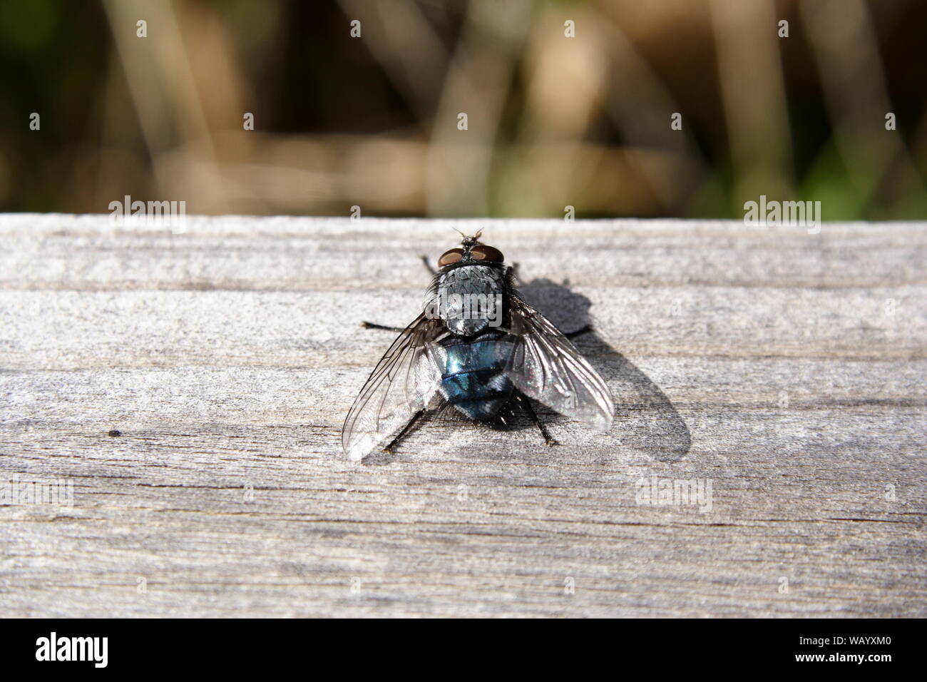 Blow Fly High Resolution Stock Photography and Images - Alamy