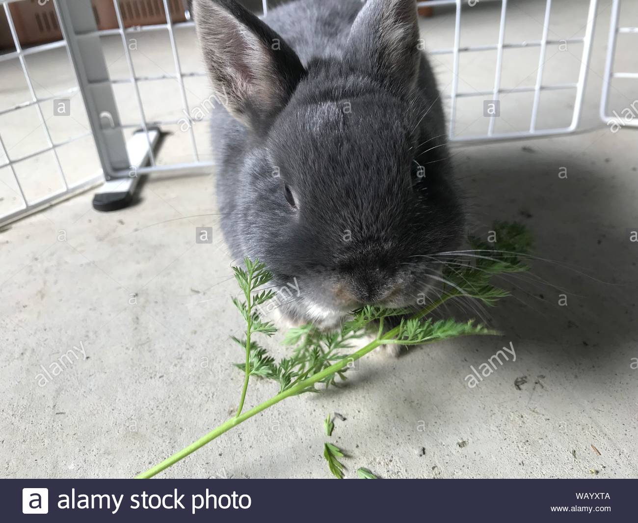 Mountain Cottontail Rabbit Stock Photos & Mountain Cottontail Rabbit ...