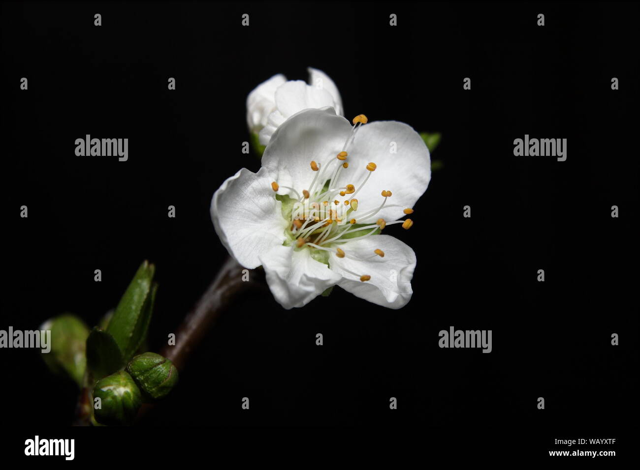 Single cherry blossom tree hi-res stock photography and images - Alamy