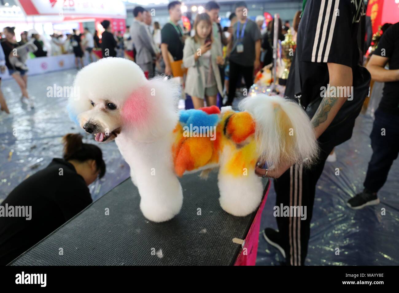 Shanghai, Shanghai, China. 23rd Aug, 2019. Shanghai, CHINA-A beauty ...