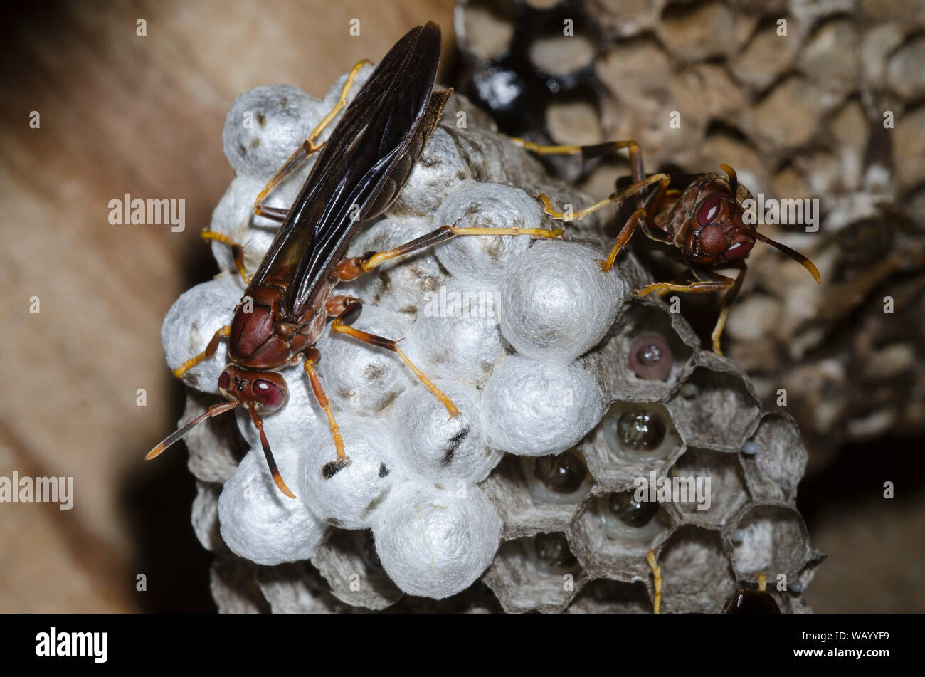 Paper Wasps, Polistes annularis, on nest Stock Photo - Alamy