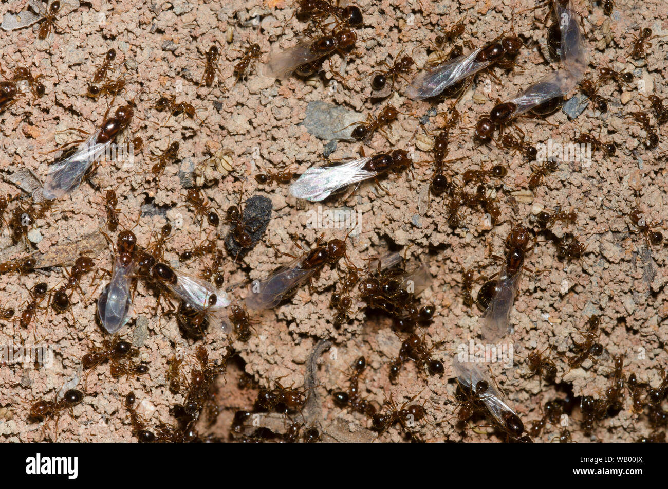 Winged ants hi-res stock photography and images - Alamy