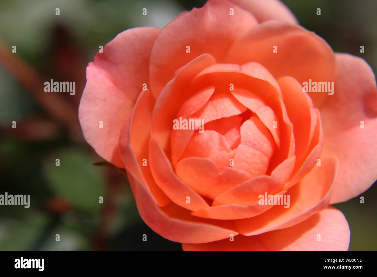 Full opening hi-res stock photography and images - Alamy