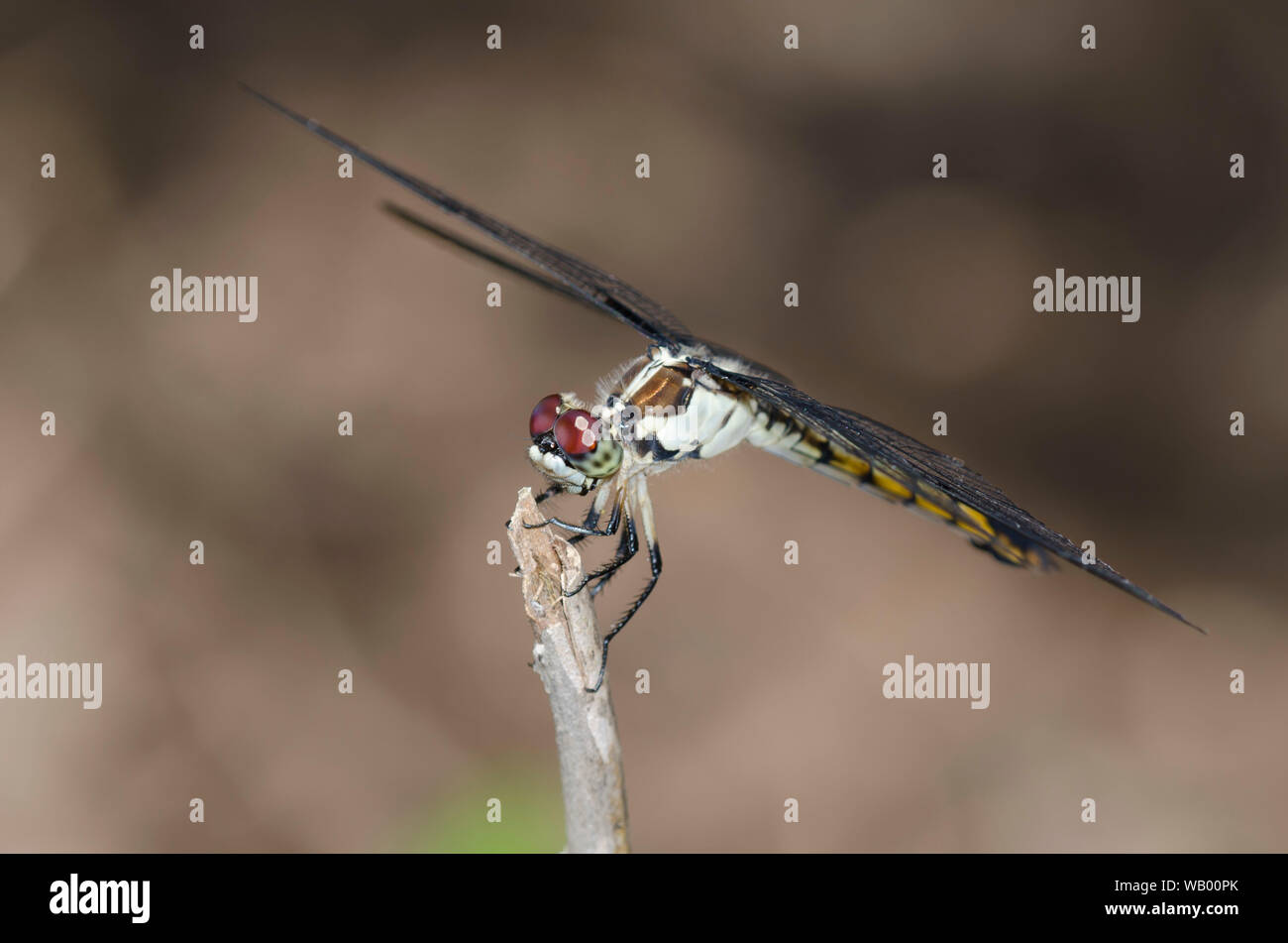 Great Blue Skimmer, Libellula vibrans, female Stock Photo - Alamy
