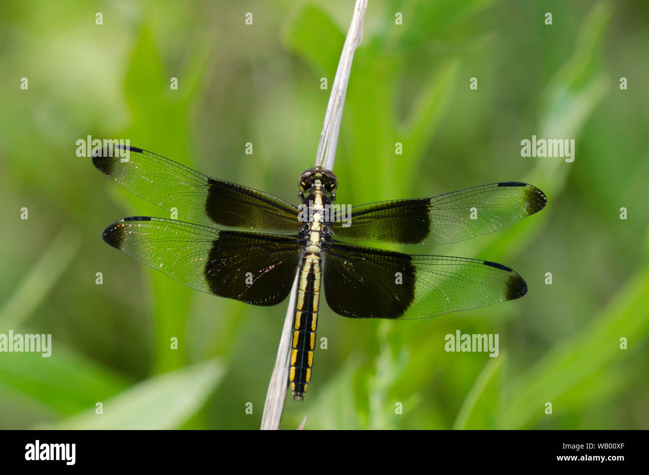 Libellula luctuosa hi-res stock photography and images - Alamy