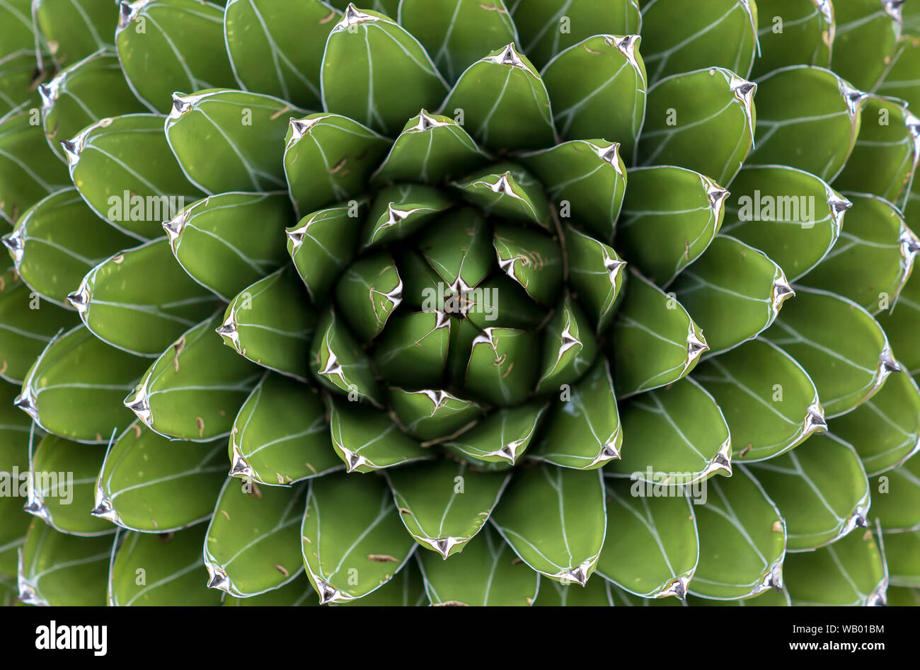Agave top view with patterns and texture with green color and eye ...