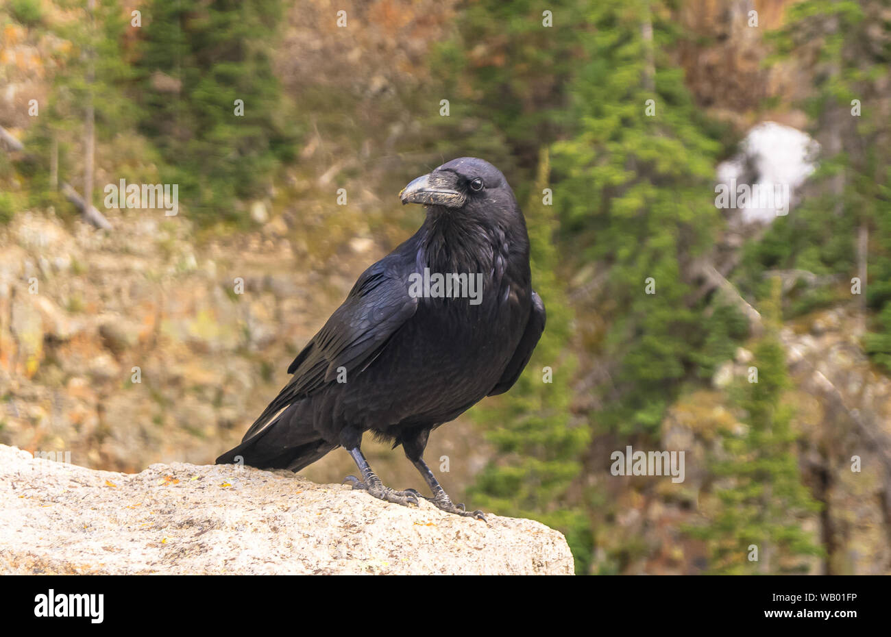 Big black bird hi-res stock photography and images - Alamy