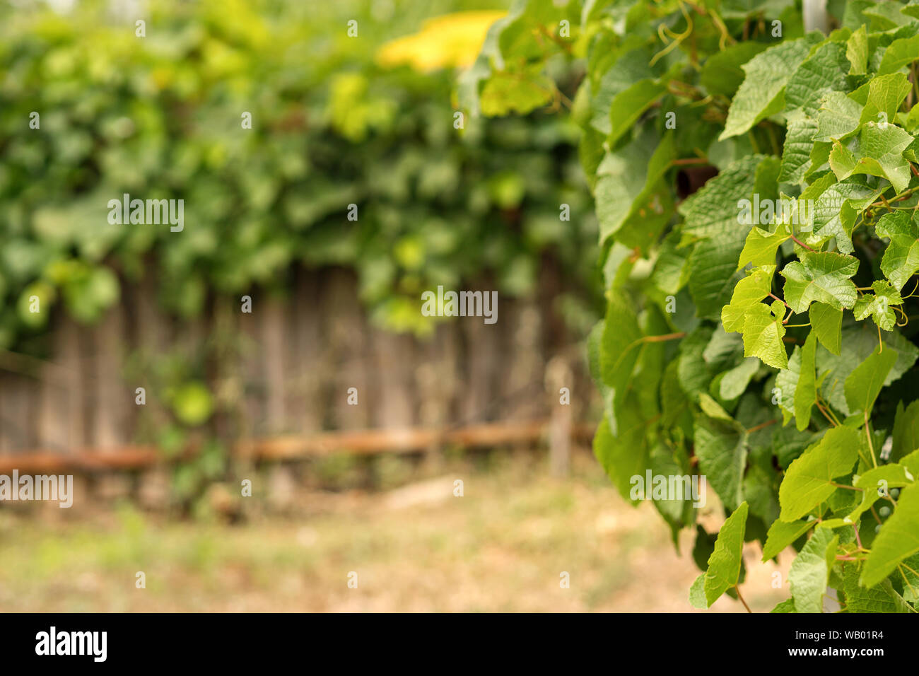 Vine training system hi-res stock photography and images - Alamy