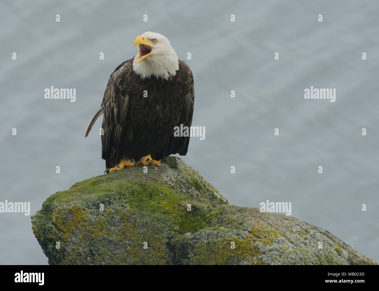 Bald Eagle (Haliaeetus leucocephalus), Adak island, Aleutians, Alaska ...