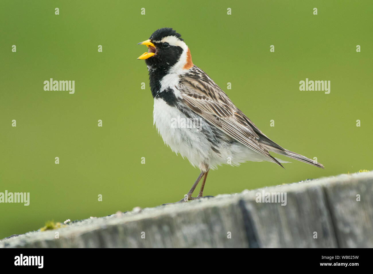 Lapland Longspur (Calcarius lapponicus) male, calling from signpost ...