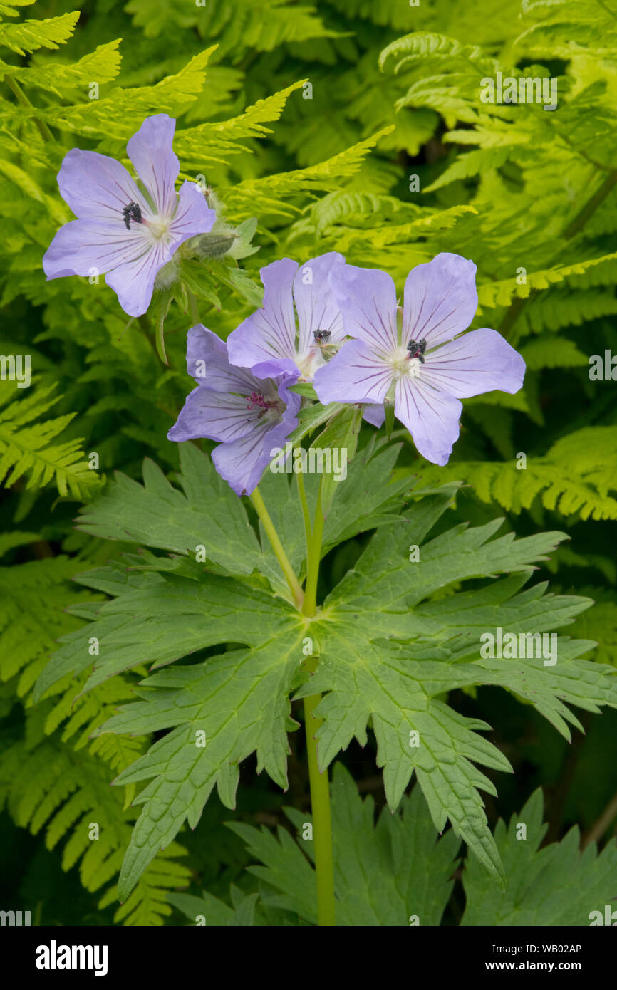 Wild Geranium or Cranesbill (Geranium erianthum) Adak Island, Aleutian ...