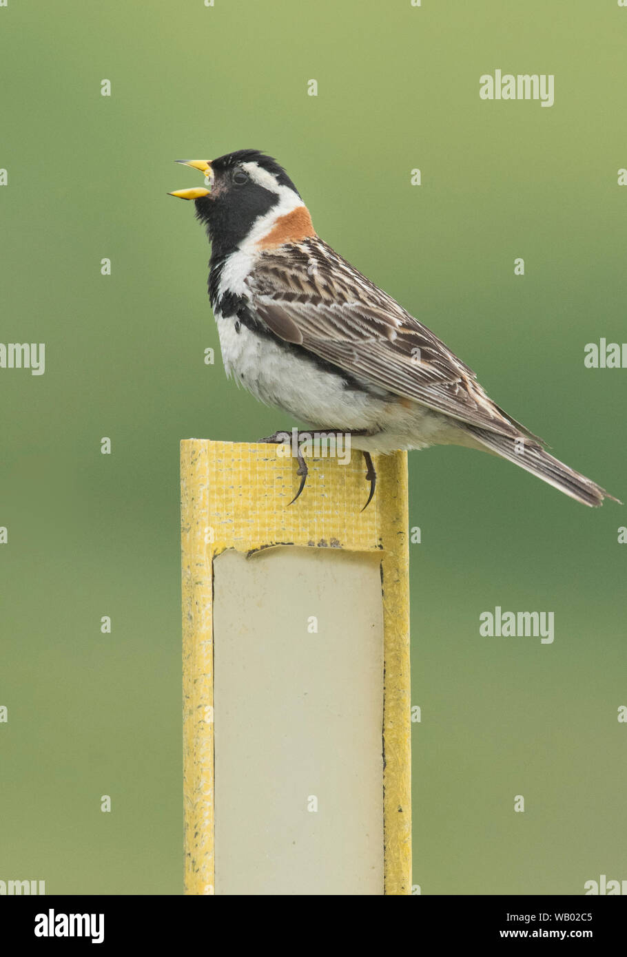 Lapland Longspur (Calcarius lapponicus) male, calling from signpost ...