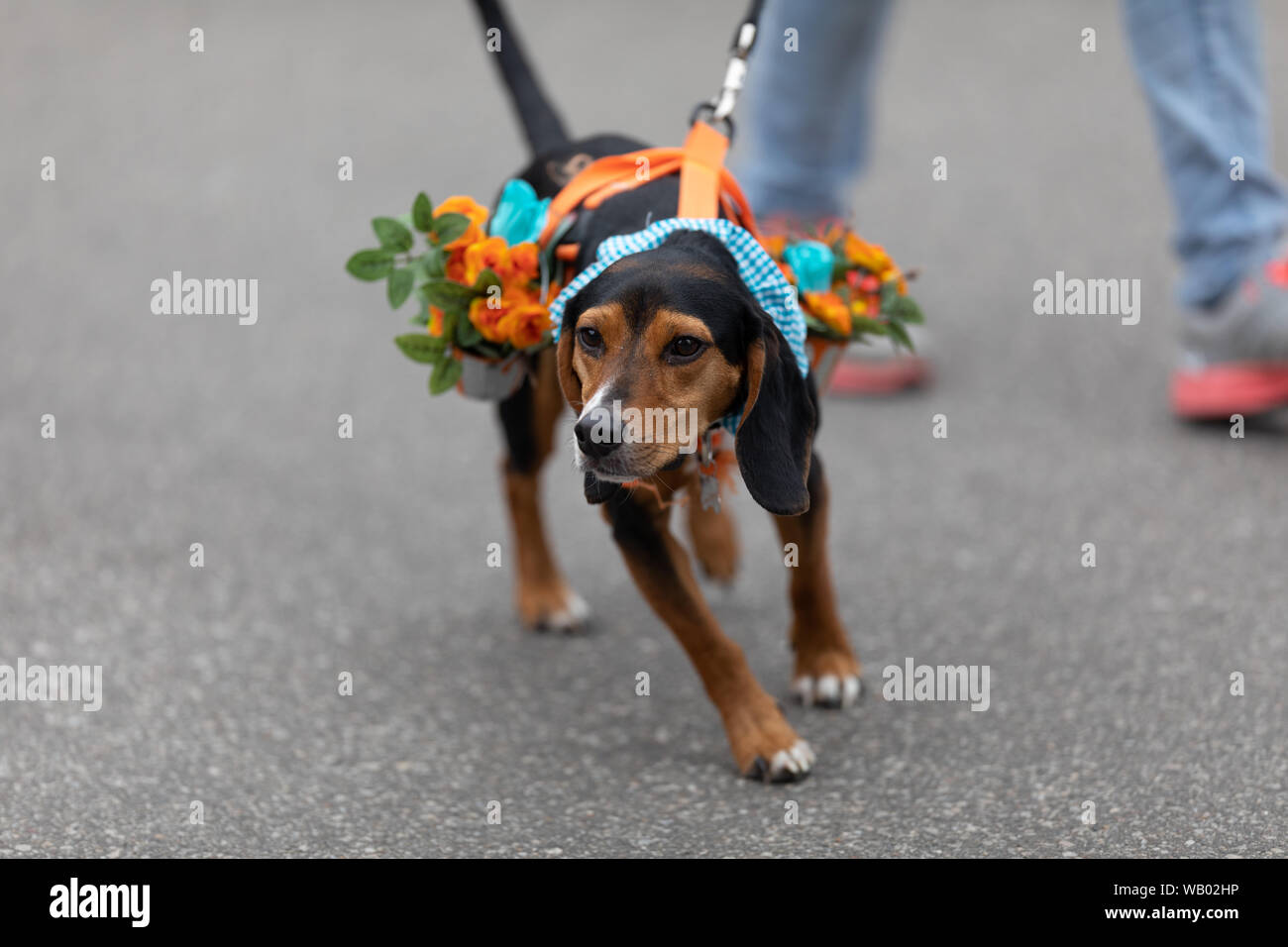 Holland, Michigan, USA - May 11, 2019: Tulip Time Parade, Beagle ...