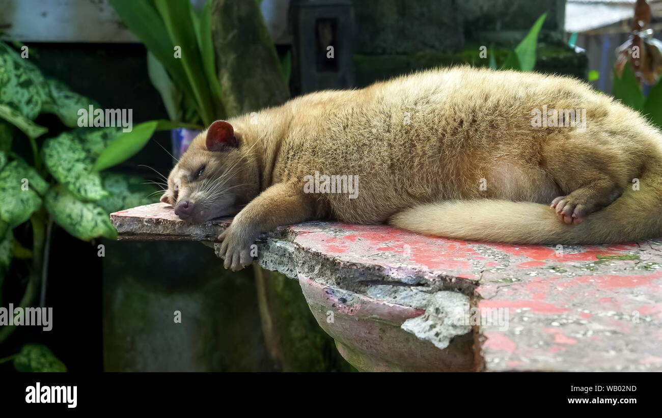 Kopi luwak bali hi-res stock photography and images - Alamy